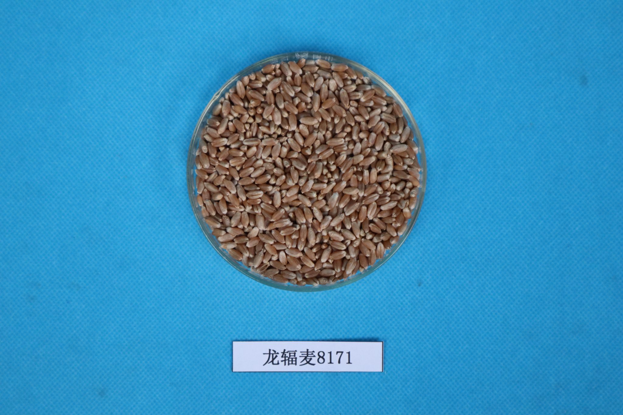 龙辐麦8171-黑龙江省农业科学院成果产业处