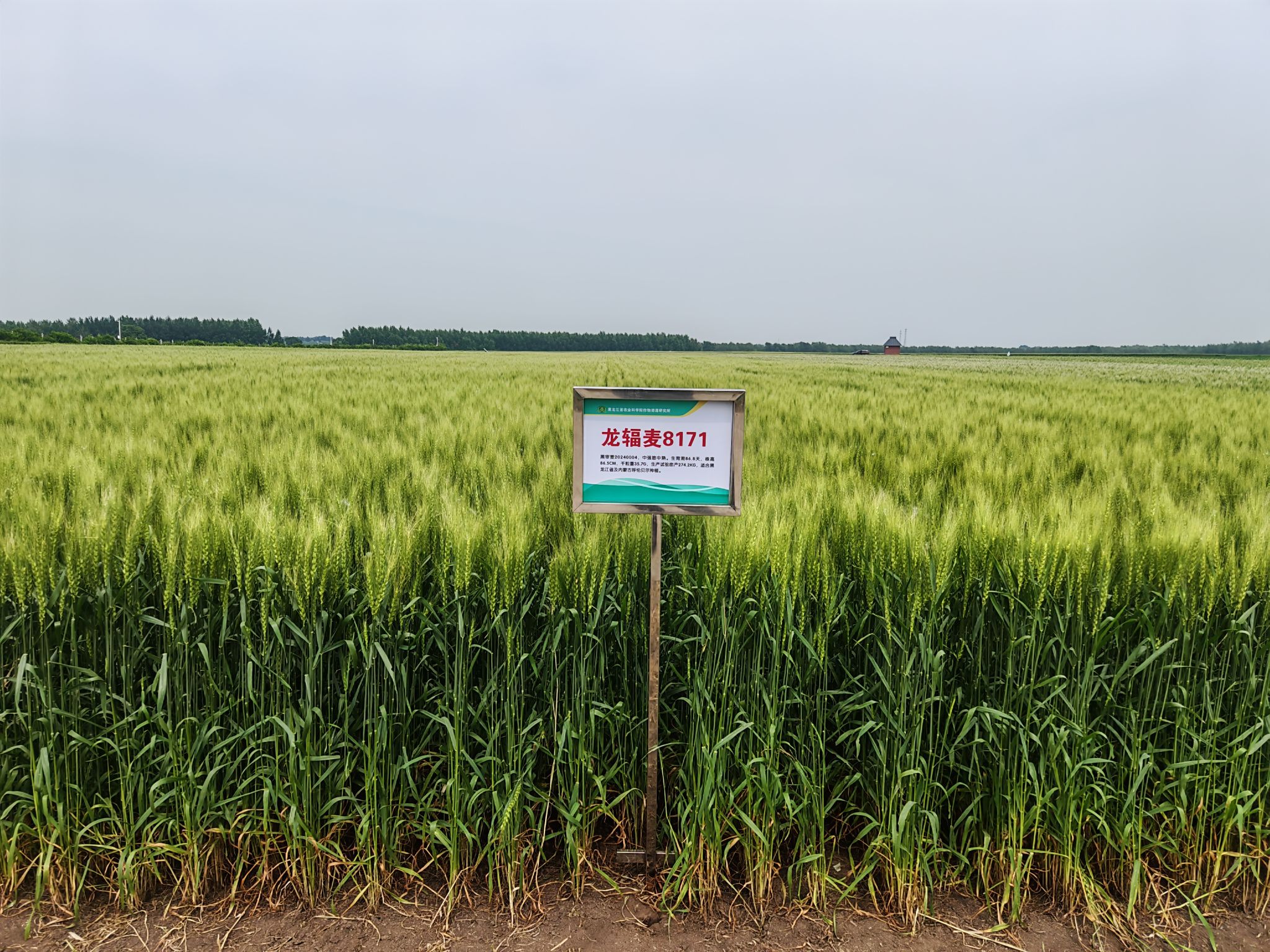 龙辐麦8171-黑龙江省农业科学院成果产业处