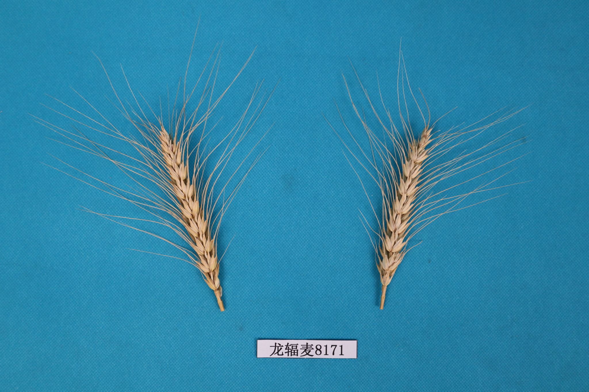 龙辐麦8171-黑龙江省农业科学院成果产业处