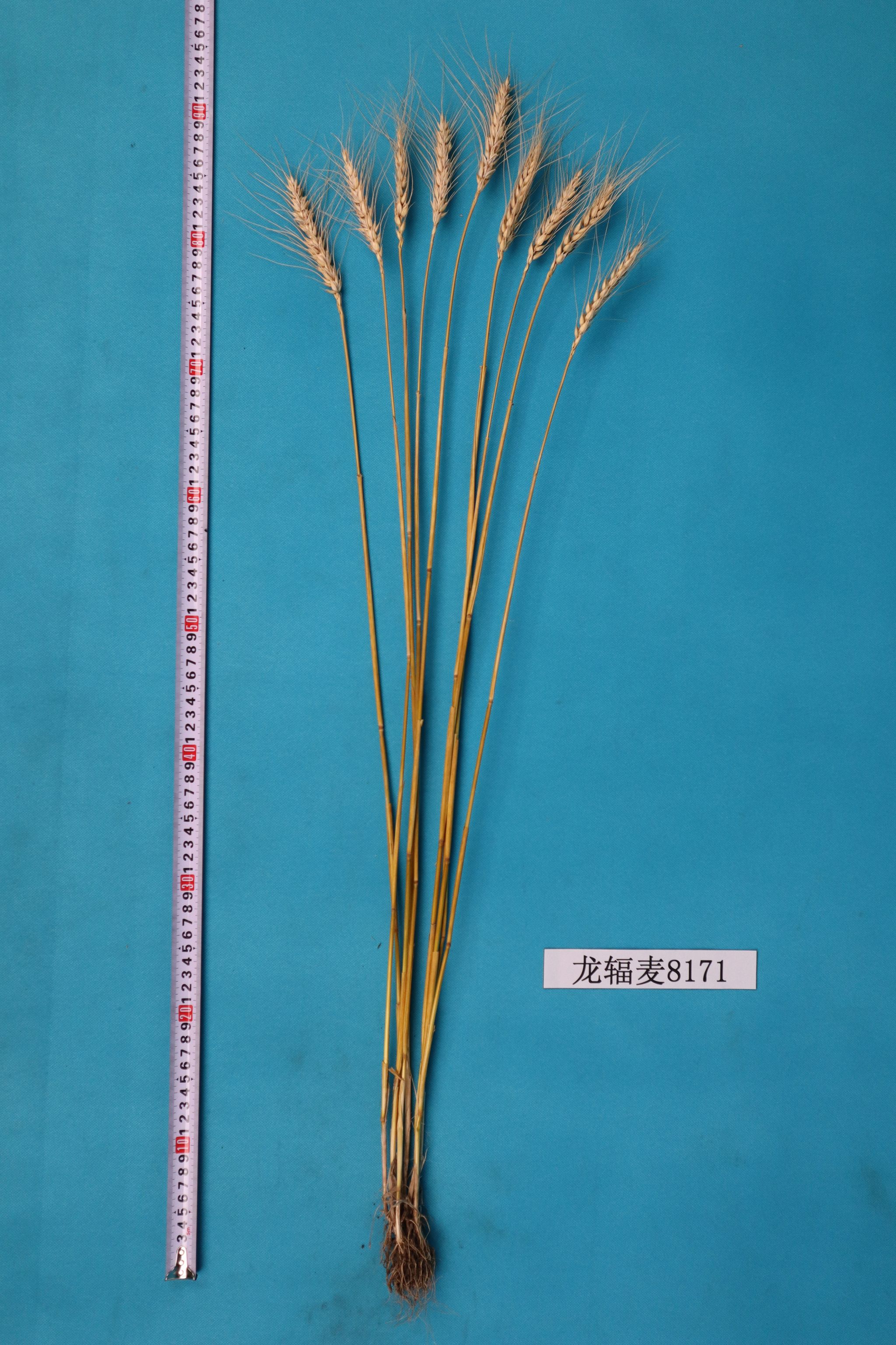 龙辐麦8171-黑龙江省农业科学院成果产业处